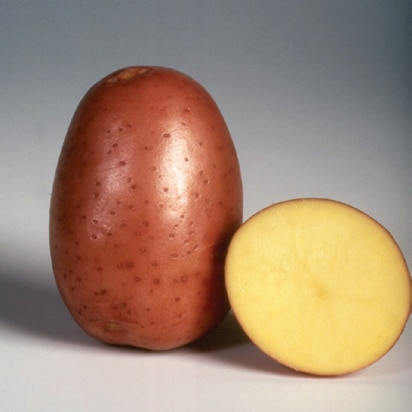 Sorta BELLAROSA semenski krompir - Agrosaat