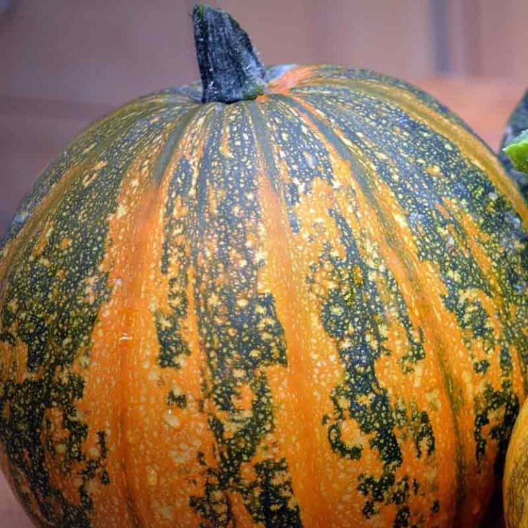 Oljne buče - Agrosaat