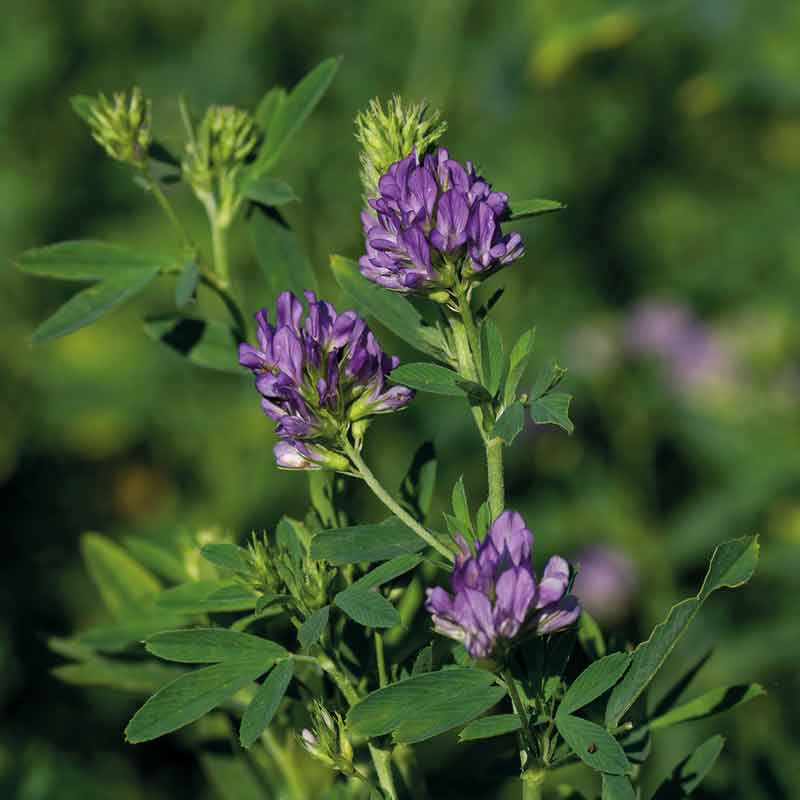 LUCERNA EMILIANA, OSLAVA - Agrosaat