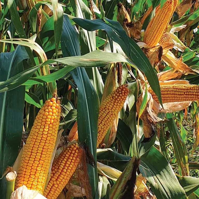 Koruza za zrnje, semenska koruza - Agrosaat