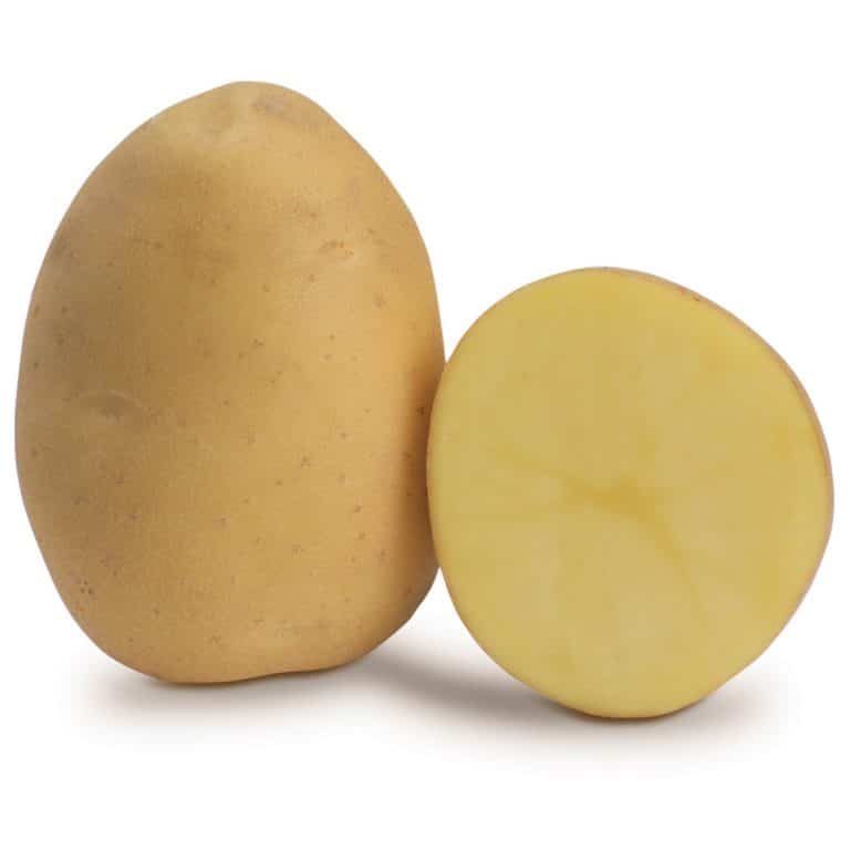 Sorta BELLAROSA semenski krompir - Agrosaat