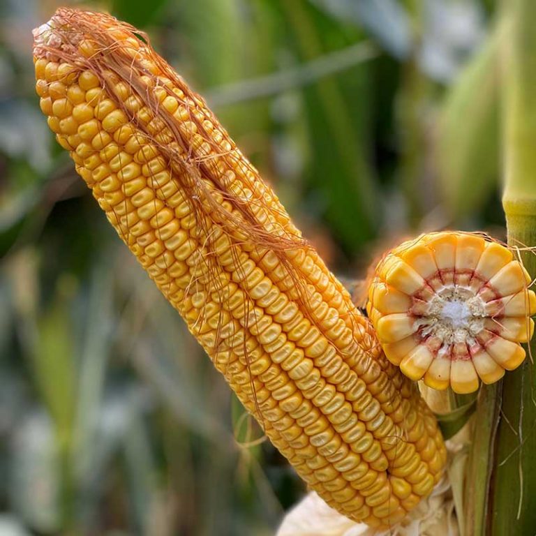 Koruza za zrnje, semenska koruza - Agrosaat