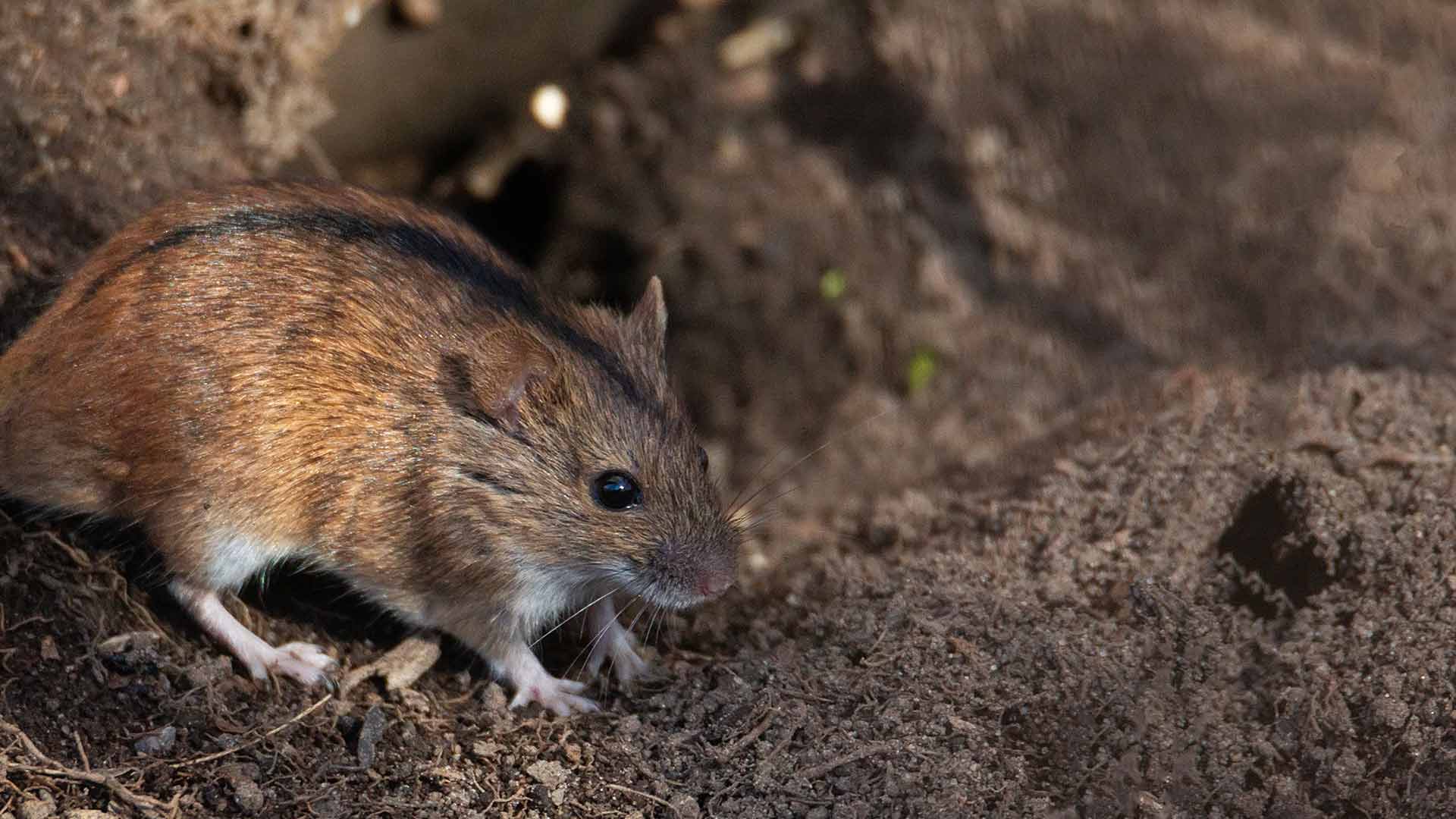 Agrosaat – Od semena do zrnja, široka ponudba semen koruze, pšenice ...