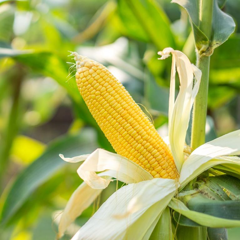 Koruza za zrnje, semenska koruza - Agrosaat