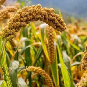 Krmna ogrščica STARŠKA - Agrosaat