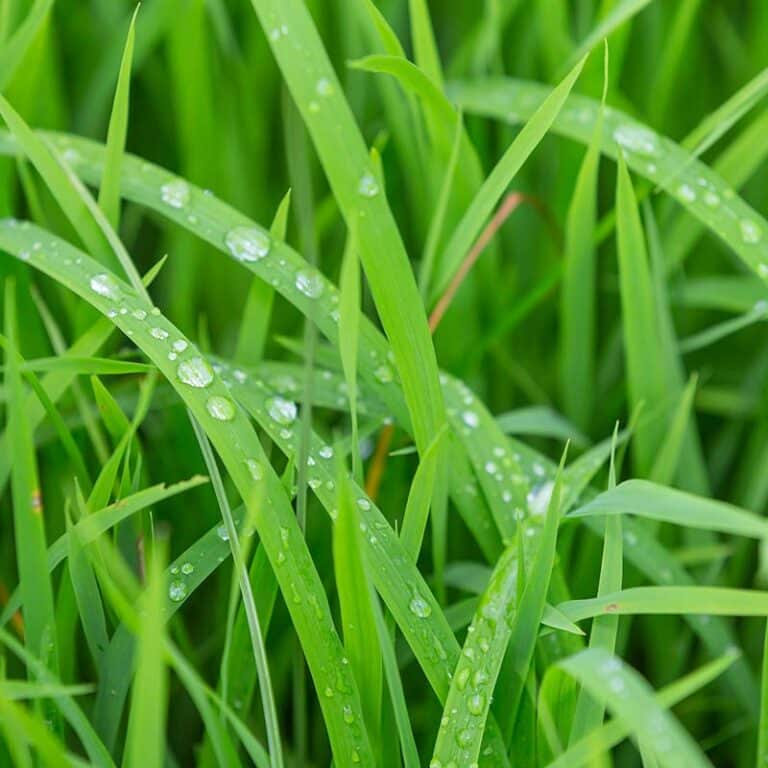 Inkarnatka INKARA - Agrosaat